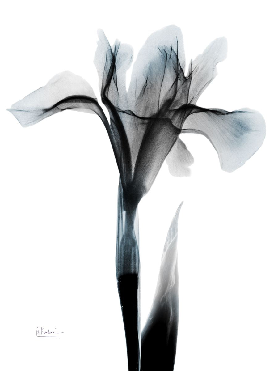 X Ray Photography Prints