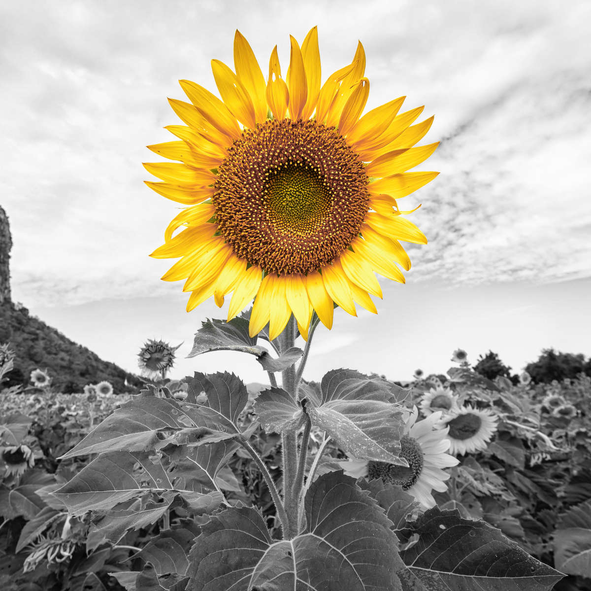 Black White And Yellow Photography