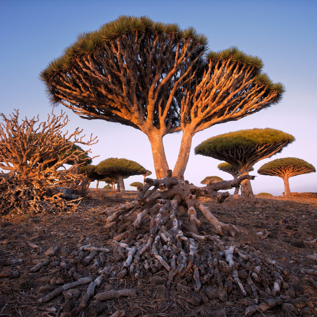 Yemen Wall Art | Prints, Framed Prints And Multi Panel Art